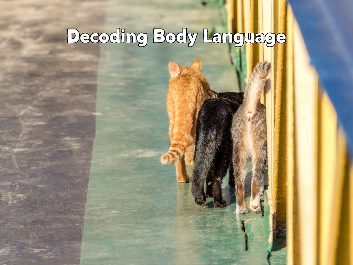 Cat Communication Deciphering Meows Purrs And Body Language